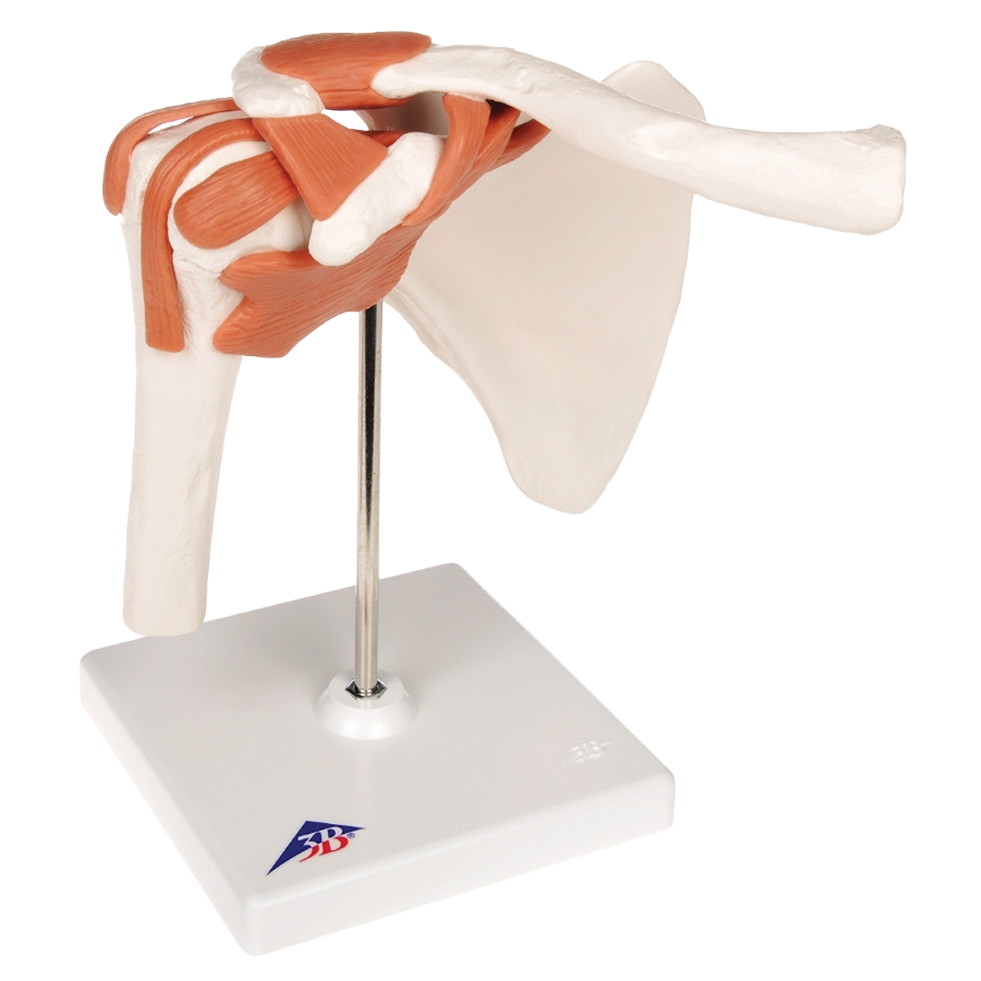 Shoulder Joint - Functional - Whiteley Medical Supplies