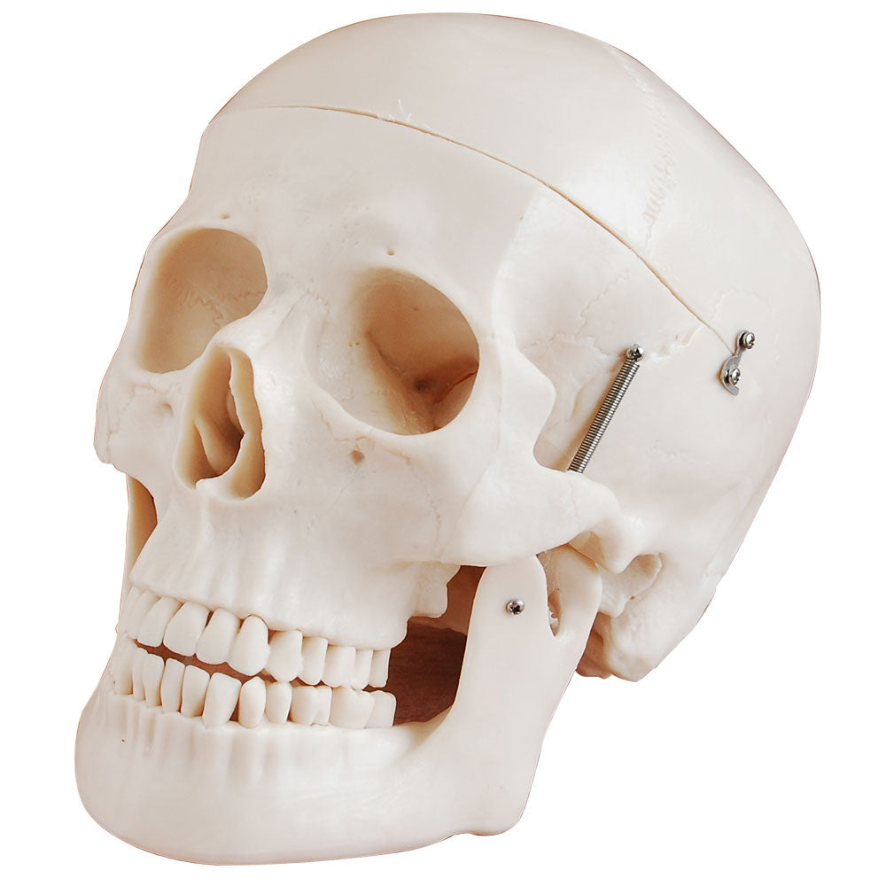 66fit Deluxe Life Size Human Skull Anatomical Model - Whiteley Medical ...