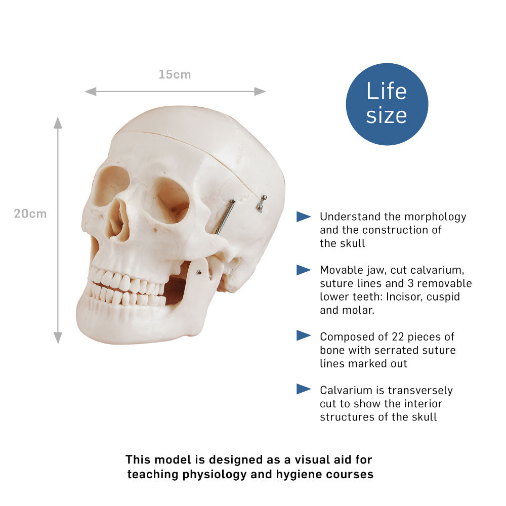 66fit Deluxe Life Size Human Skull Anatomical Model - Whiteley Medical ...