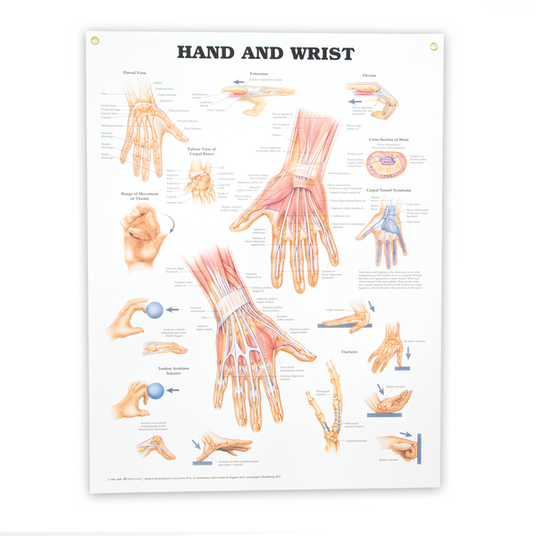 Hand and Wrist Anatomical Chart - Whiteley Medical Supplies