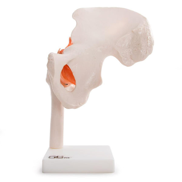 66fit Human Hip Joint Anatomical Model - Whiteley Medical Supplies