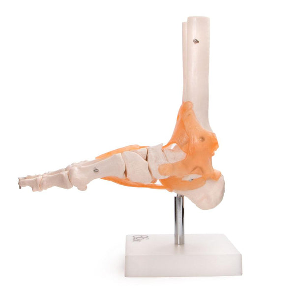 66fit Foot Joint With Ligaments Anatomical Model - Whiteley Medical ...