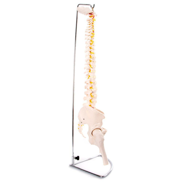 66fit Anatomical Flexible Vertebral Column With Pelvis & Femur Heads ...