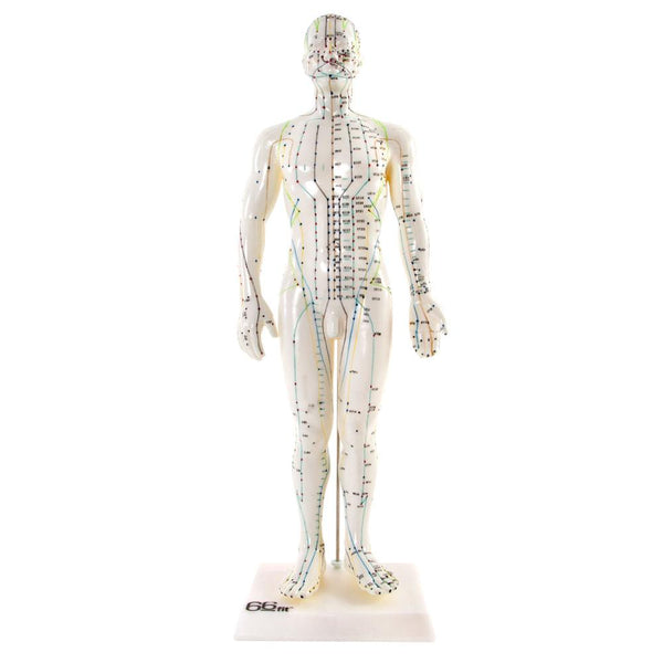Acupuncture models - Whiteley Medical Supplies